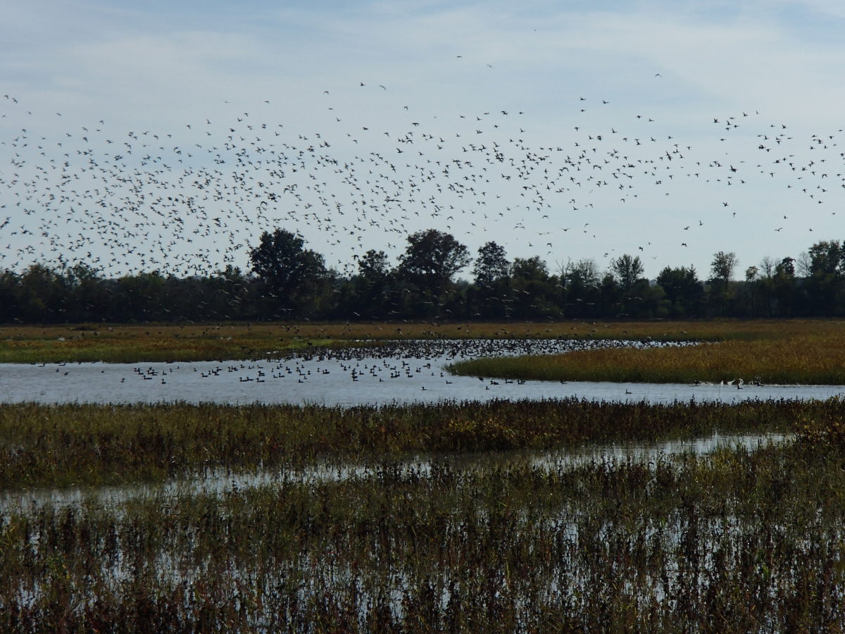 Snapshot of success: The Missouri River confluence | Theodore Roosevelt ...