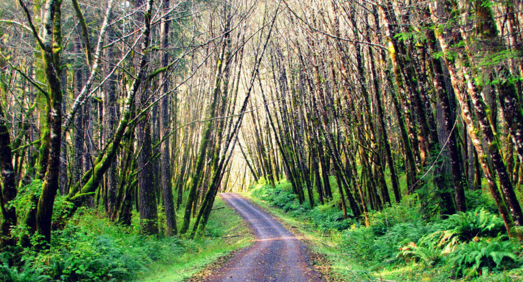 Elliott State Forest 3 | Theodore Roosevelt Conservation Partnership