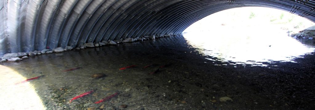 This is the Difference Between Blocking Fish Passage and Creating ...