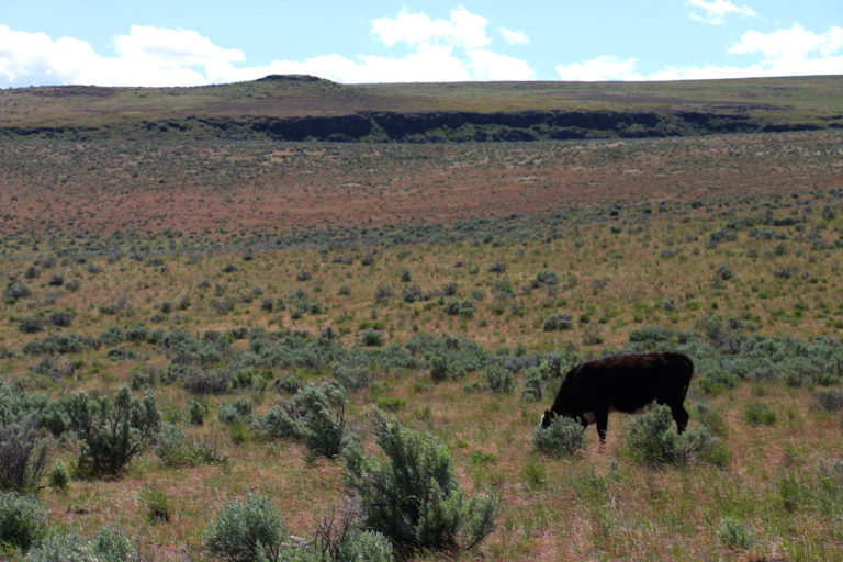 Why Public Land Grazing is So Important to the American West | Theodore ...