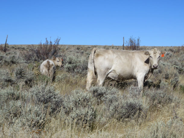 Why Public Land Grazing is So Important to the American West | Theodore ...