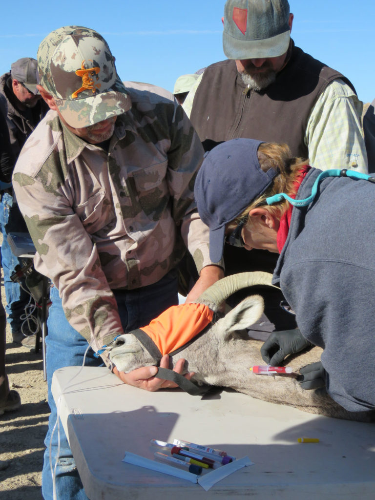 Putting Boots on the Ground for Bighorn Sheep | Theodore Roosevelt ...