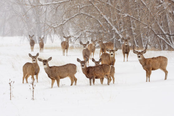 The North American Model, Explained | Theodore Roosevelt Conservation ...