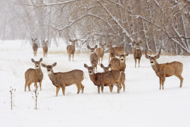 The North American Model, Explained | Theodore Roosevelt Conservation ...