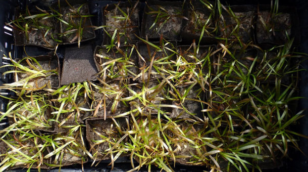 Sea Grass is the Key | Theodore Roosevelt Conservation Partnership