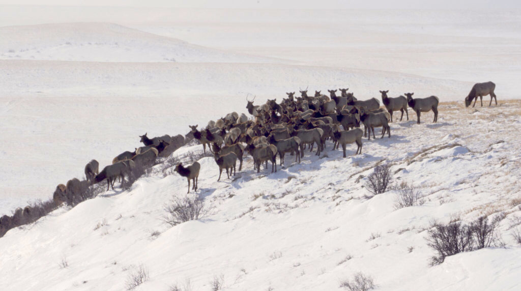 Big Game Migration Success Stories in 2020 | Theodore Roosevelt ...