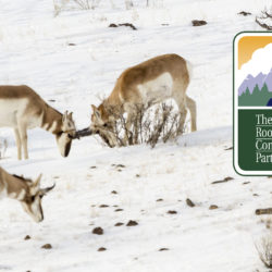 Theodore Roosevelt Conservation Partnership - Guaranteeing You a Place ...