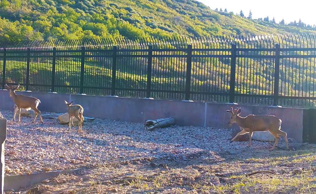 Utah DWR Wildlife Overpass | Theodore Roosevelt Conservation Partnership