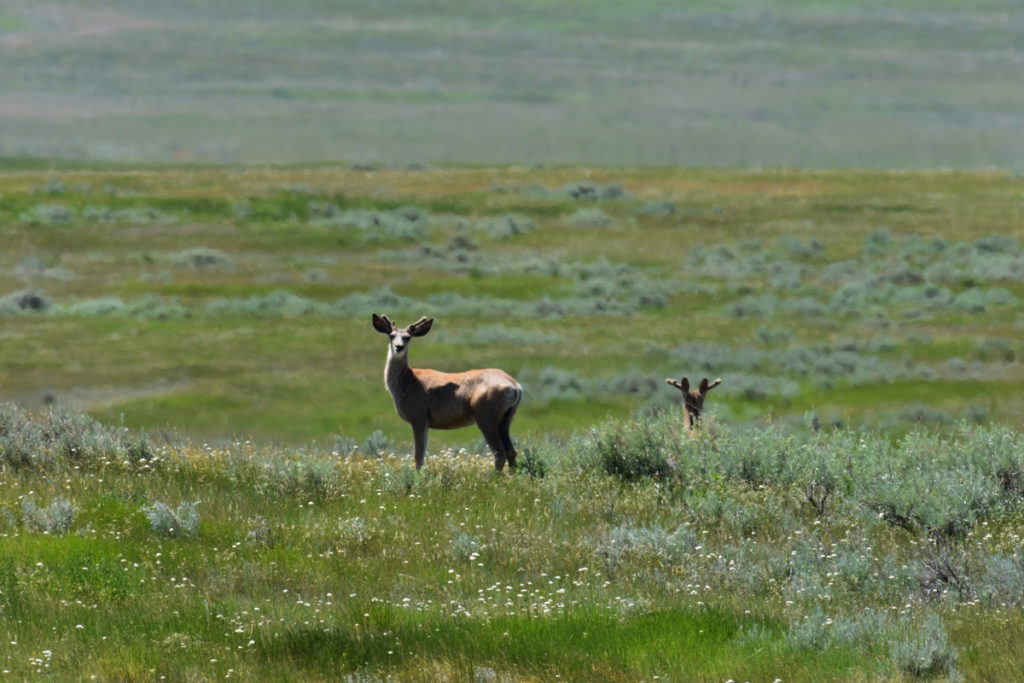 USFWS Wetland Wyoming | Theodore Roosevelt Conservation Partnership