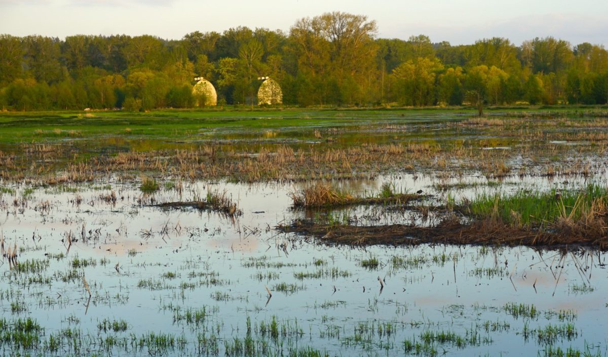 Collaborative Conservation Restores a River Delta | Theodore Roosevelt ...
