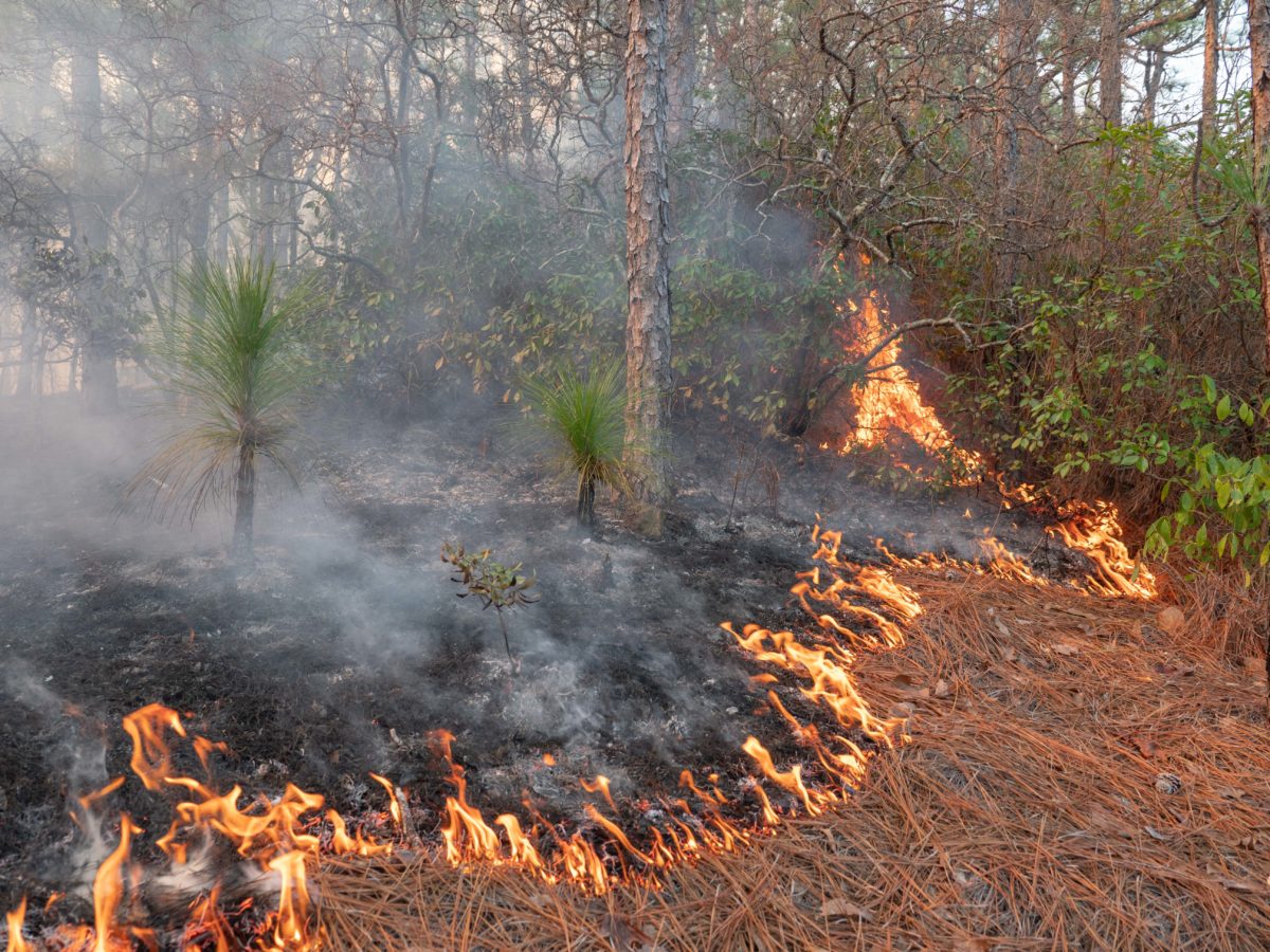 Prescribed Fire Flagg Mountain Henry Jacobs | Theodore Roosevelt ...