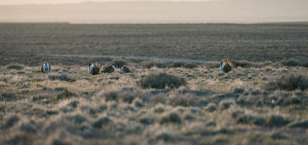 Ryan Nitz: The ‘Barefoot Bandit’ of the Everglades | Theodore Roosevelt ...
