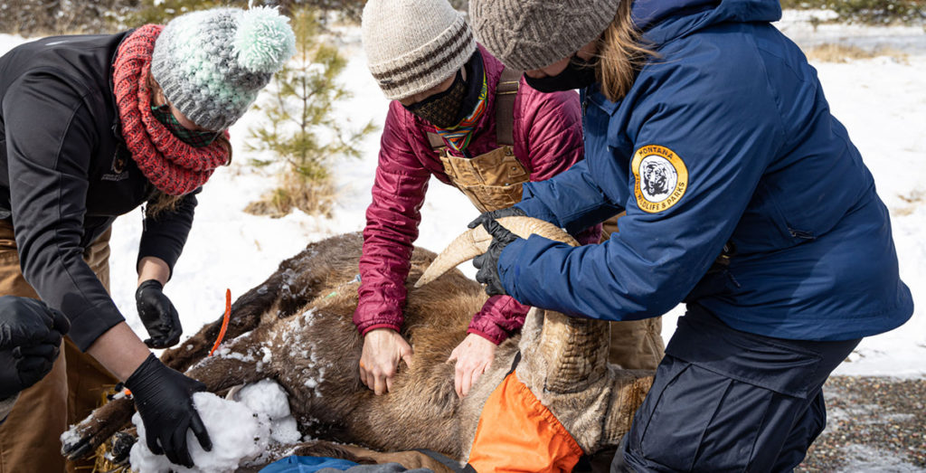 Conservation Safeguards Restored in Southeast Alaska | Theodore ...