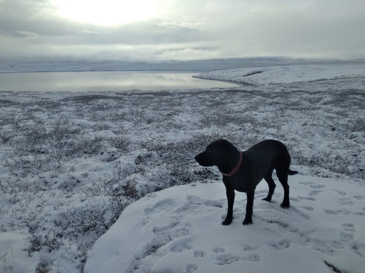 Trekking for Pumpkin Char Above the Arctic Circle | Theodore Roosevelt ...