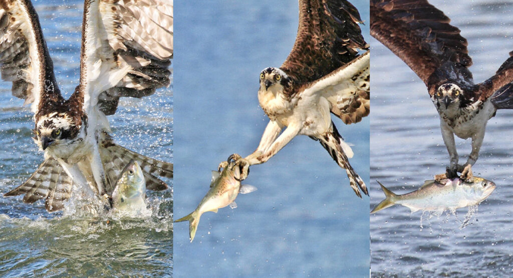 osprey3 | Theodore Roosevelt Conservation Partnership