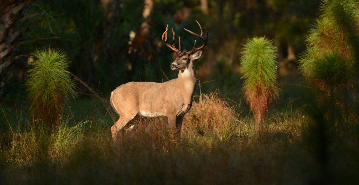 Ryan Nitz: The ‘Barefoot Bandit’ of the Everglades | Theodore Roosevelt ...