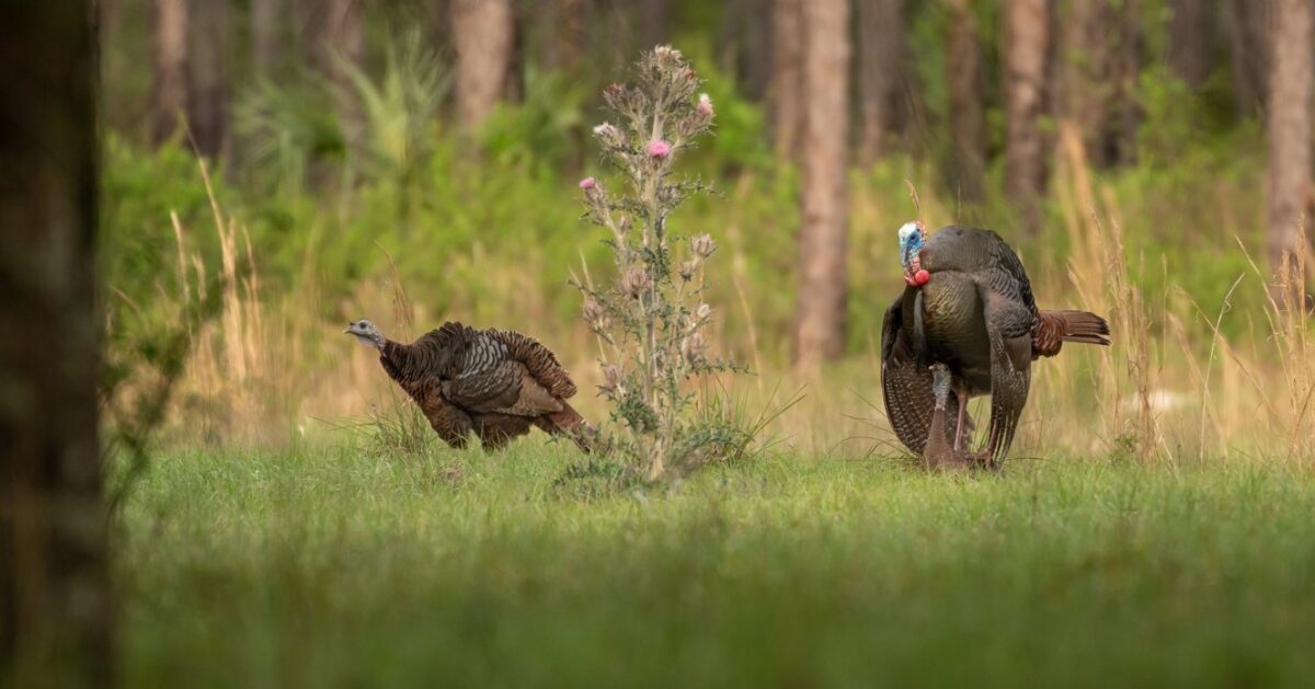 Ryan Nitz: The ‘Barefoot Bandit’ of the Everglades | Theodore Roosevelt ...