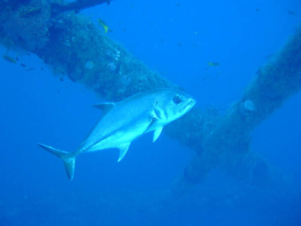 Jack by Gulf reef oil rig | Theodore Roosevelt Conservation Partnership