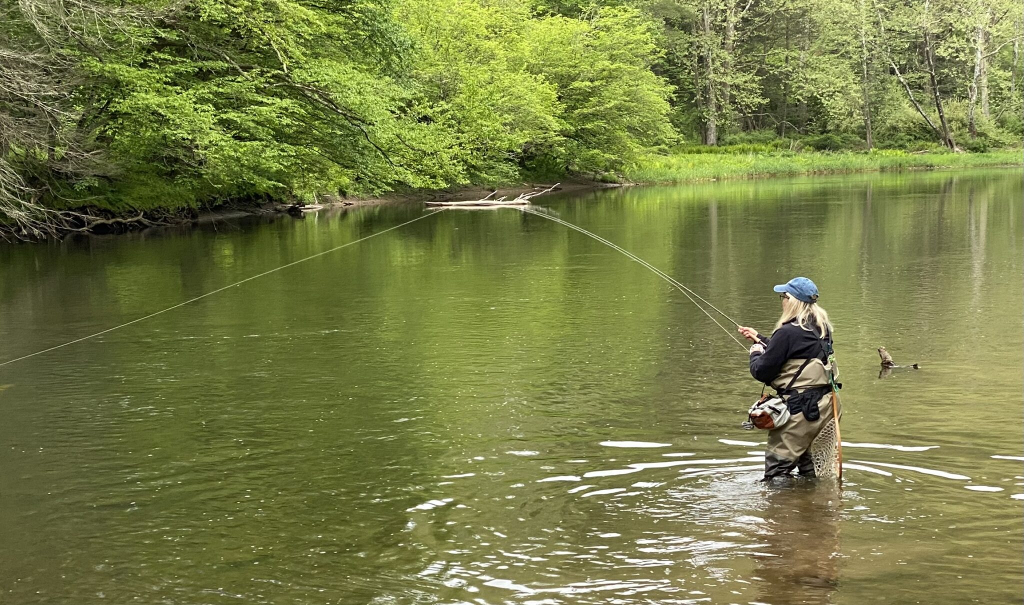 New Video Explains Why Some PA Trout Streams Lack Full Protections ...