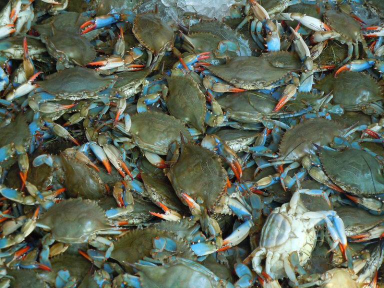 Blue Catfish in the Chesapeake are Gobbling Up Everything in It ...