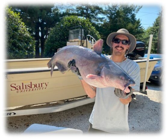 Blue Catfish in the Chesapeake are Gobbling Up Everything in It ...