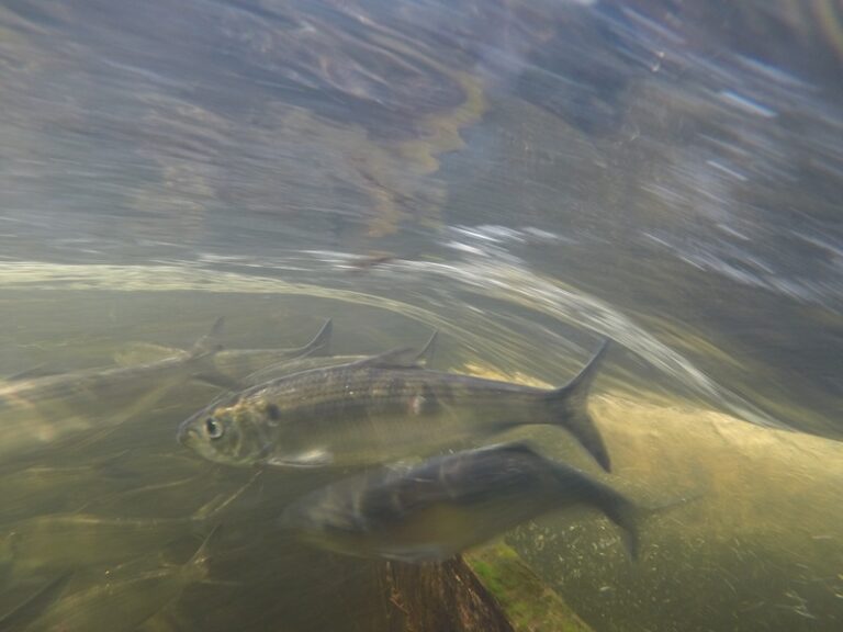 Fishing’s Most Wanted: Catch & Eat These Tasty Invasives | Theodore ...