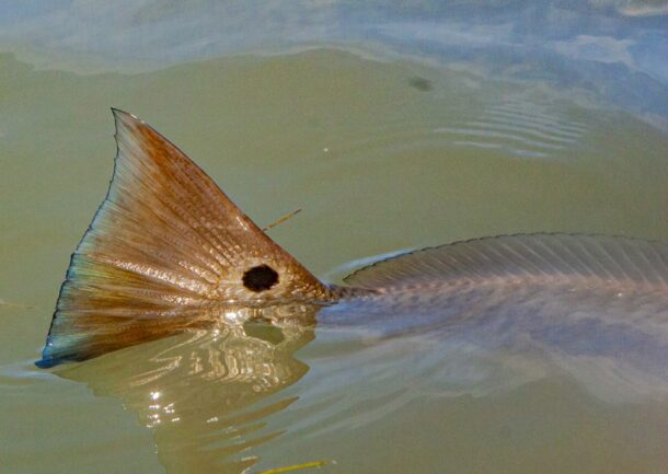 The Mississippi’s Massive Catfish, Tasty Drums & Bountiful Crabs: Video ...
