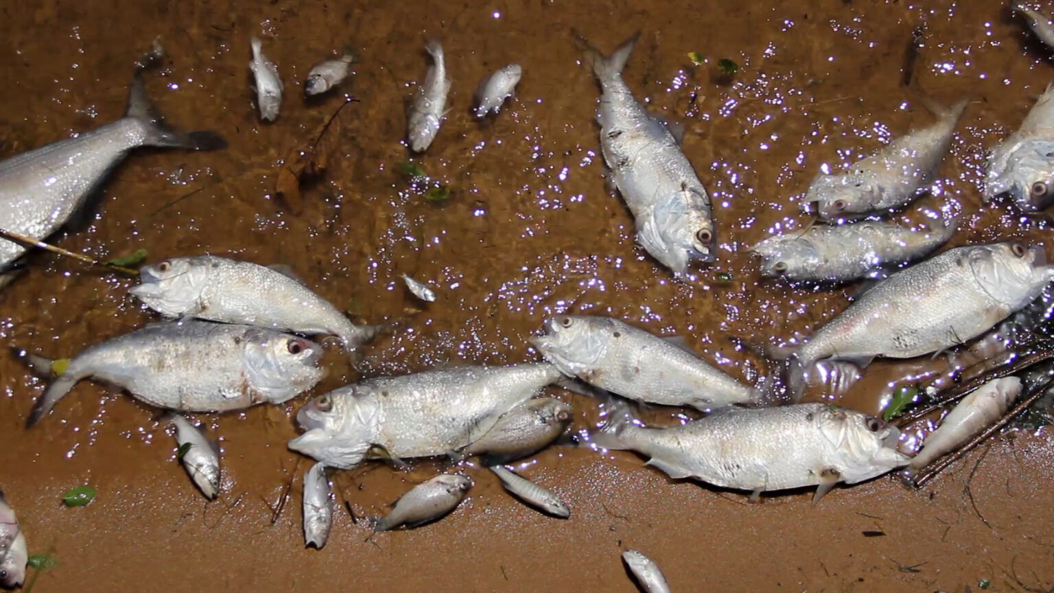 The Mississippi’s Massive Catfish, Tasty Drums & Bountiful Crabs: Video ...