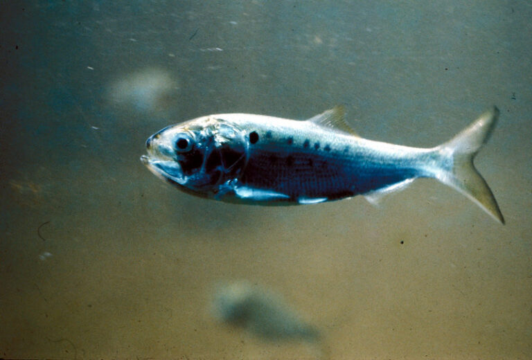 Menhaden Management Board to Continue Exploring Chesapeake Bay ...