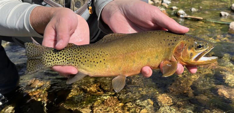 TRCP Applauds Brian Nesvik Confirmation as Fish and Wildlife Service ...