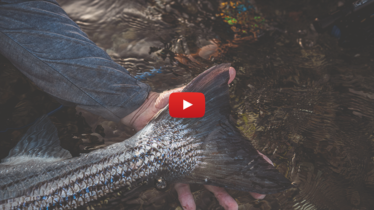 The Merits of Fly Fishing: A Conversation with Peter Kaminsky ...