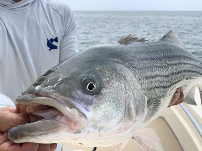 Now Live: onX’s New Film Highlights Access Barriers to Public Lands ...