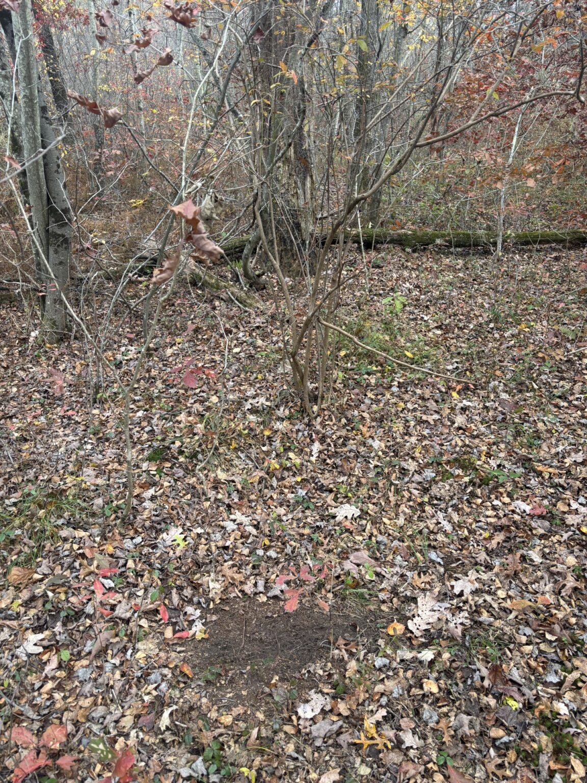 PA CWD DMAP Units map | Theodore Roosevelt Conservation Partnership