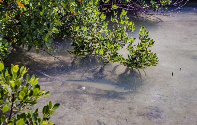 Fast-Tracking Top Everglades Restoration Project a Win for Hunters ...