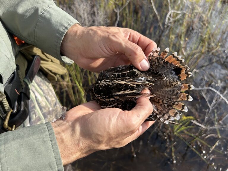 TRCP’s Lead Scientist on Why Everglades Restoration Matters | Theodore ...
