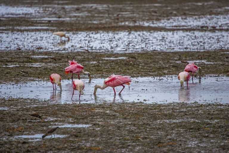 TRCP’s Lead Scientist on Why Everglades Restoration Matters | Theodore ...
