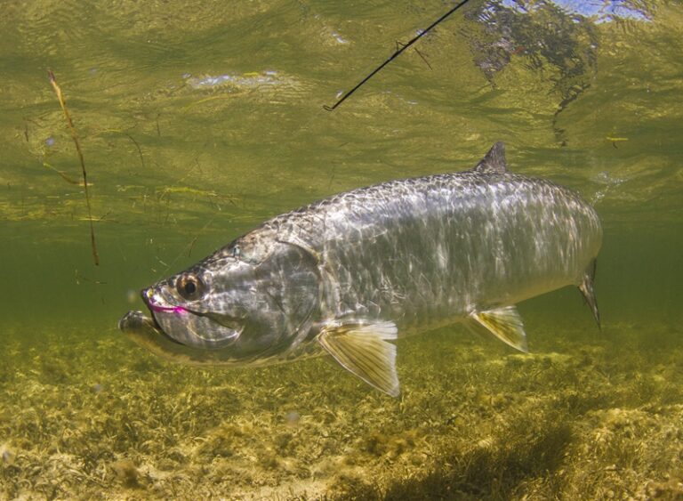 TRCP’s Lead Scientist on Why Everglades Restoration Matters | Theodore ...